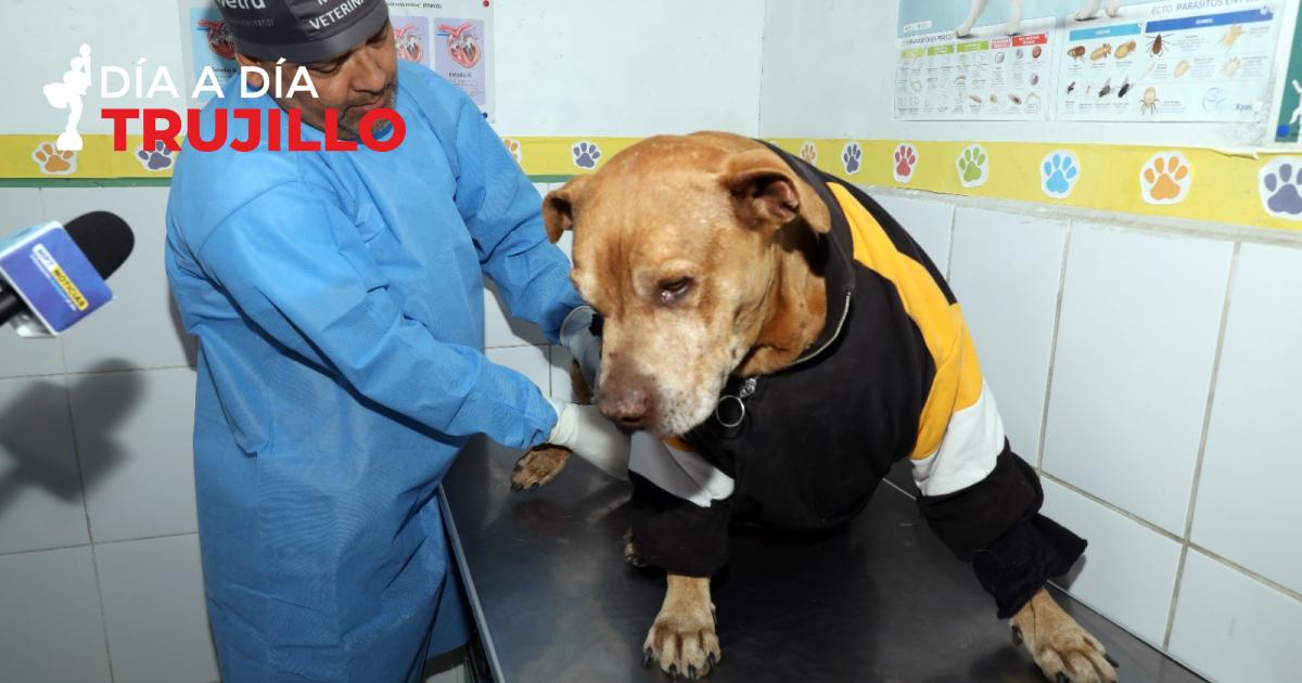 Draco, perro de la Plaza de Armas recibe ayuda de la municipalidad ...