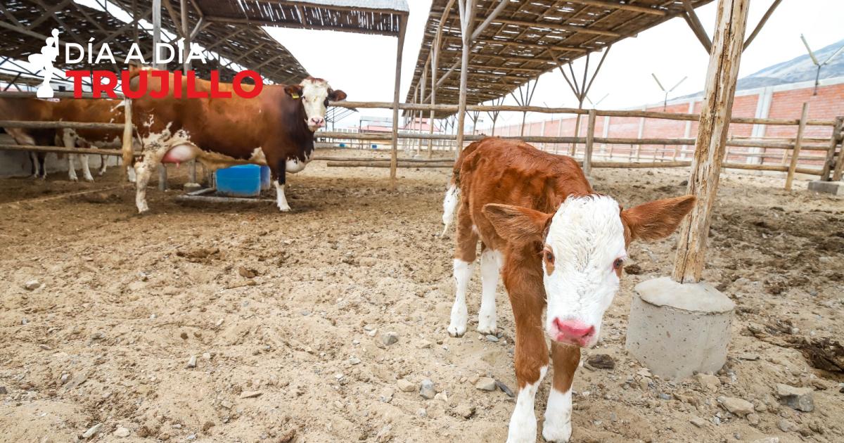 Con nacimiento de segunda vaca inseminada se consolida transferencia ...