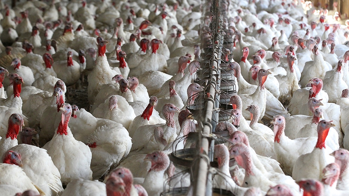 Oferta comercial de pavos superará los 2 millones en fiestas de Navidad ...